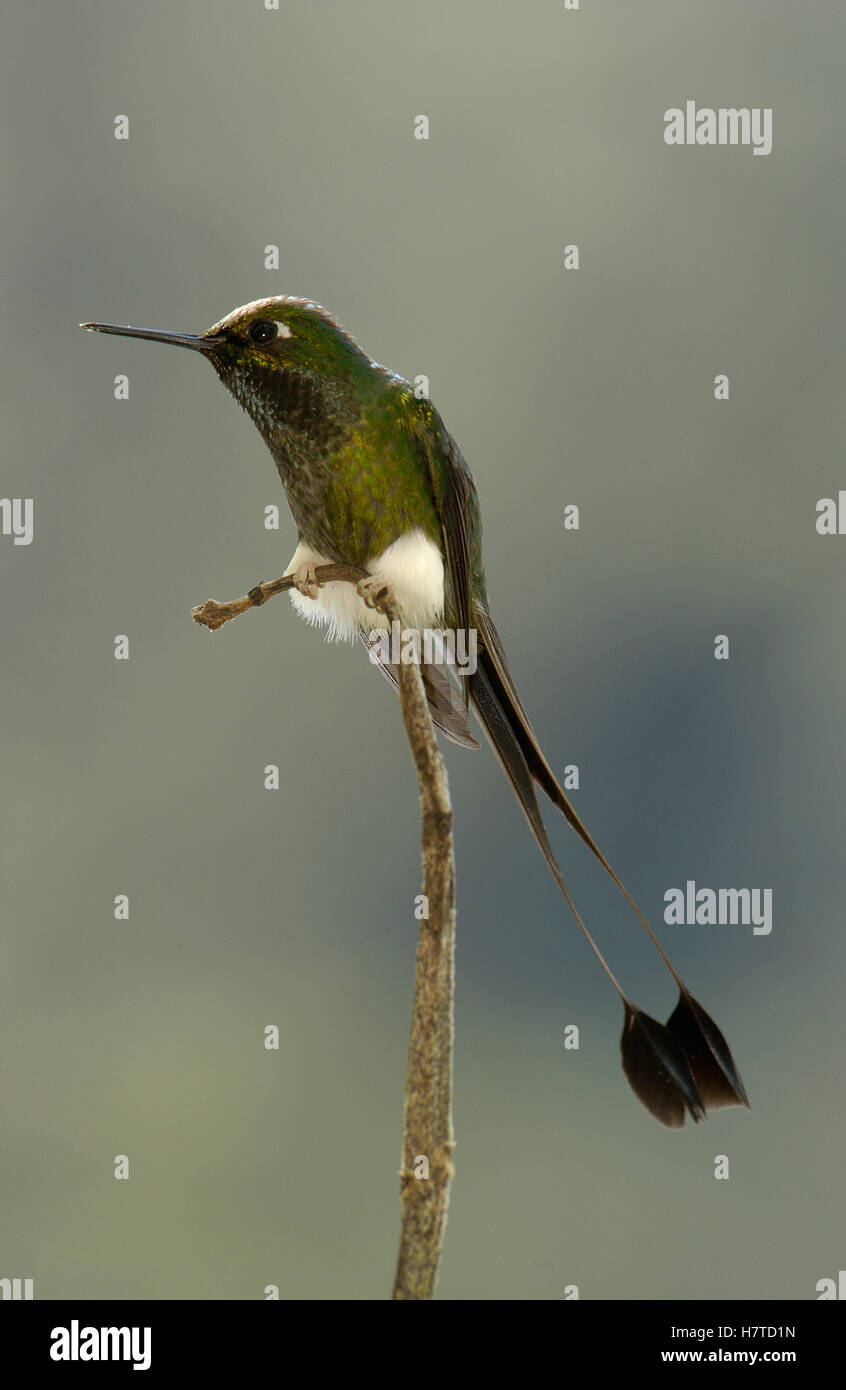 Booted Racket-tail (Ocreatus underwoodii) hummingbird, in cloud forest ...