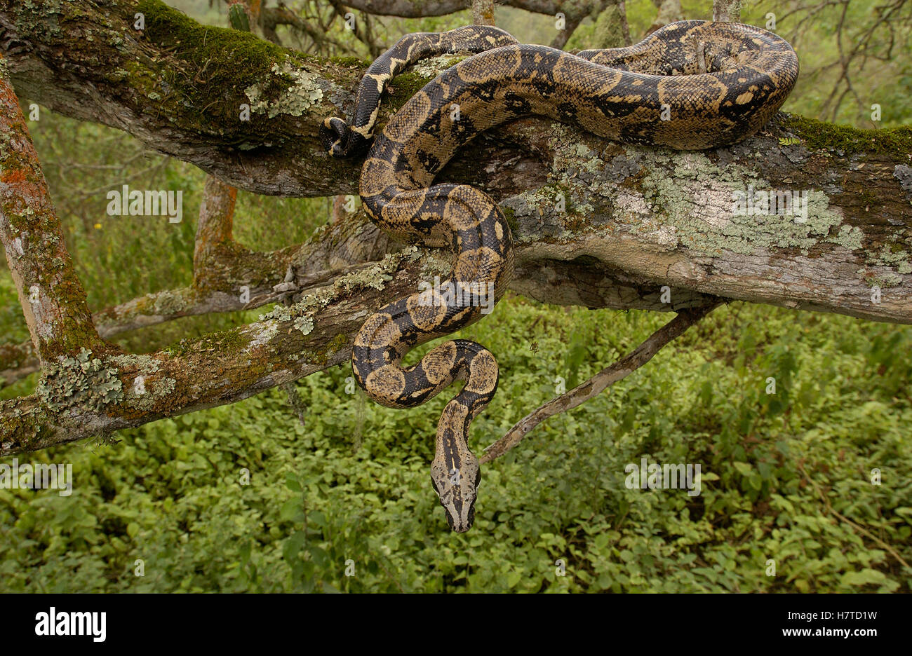 Boa Constrictor (Boa constrictor) hanging in tree, Machalilla National ...