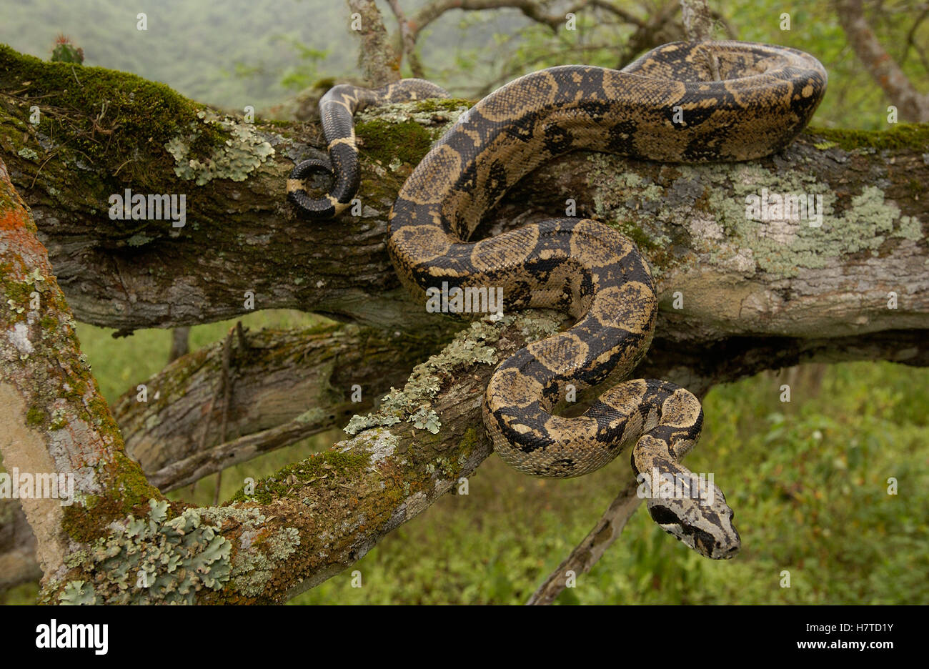 Boa Constrictor (Boa constrictor) hanging in tree, Machalilla National ...