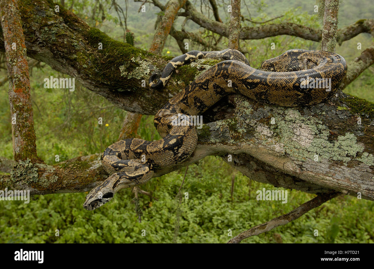 Boa Constrictor (Boa constrictor) camouflaged in tree, Machalilla ...