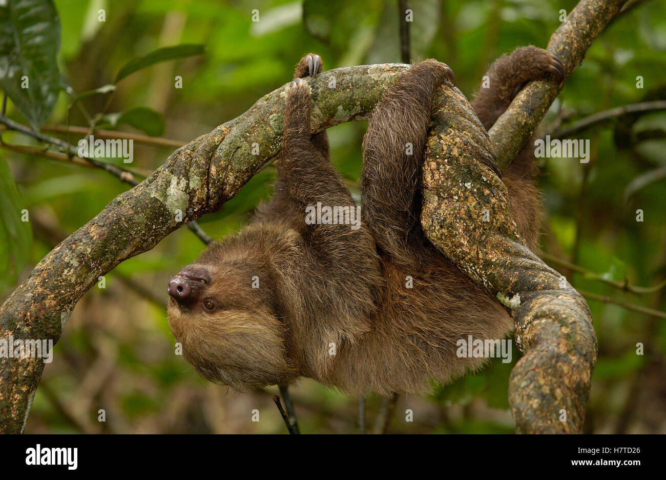 Southern Two-toed Sloth (Choloepus didactylus) using long claws to ...
