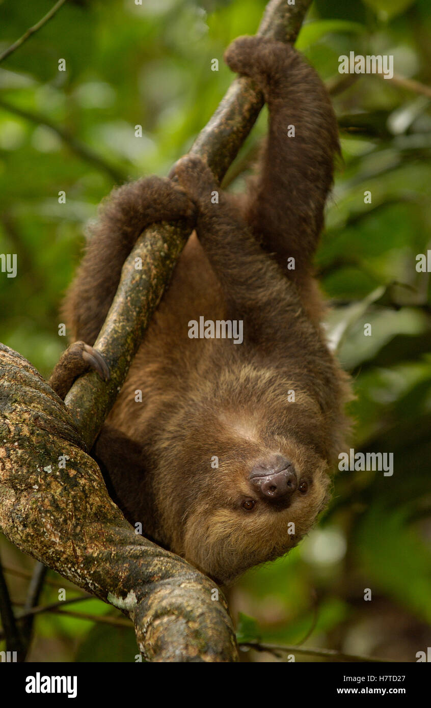 Southern Two-toed Sloth (Choloepus didactylus) using long claws to ...
