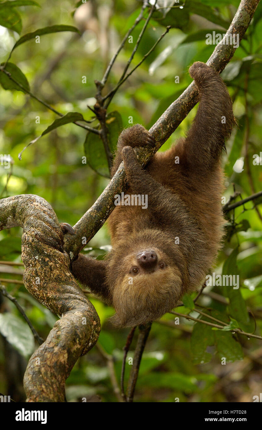 Southern Two-toed Sloth (Choloepus didactylus) using long claws to ...