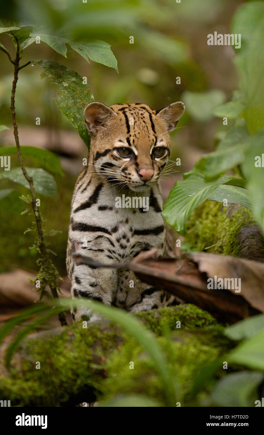 Ocelot (Leopardus pardalis) sitting among plants on the forest floor in ...