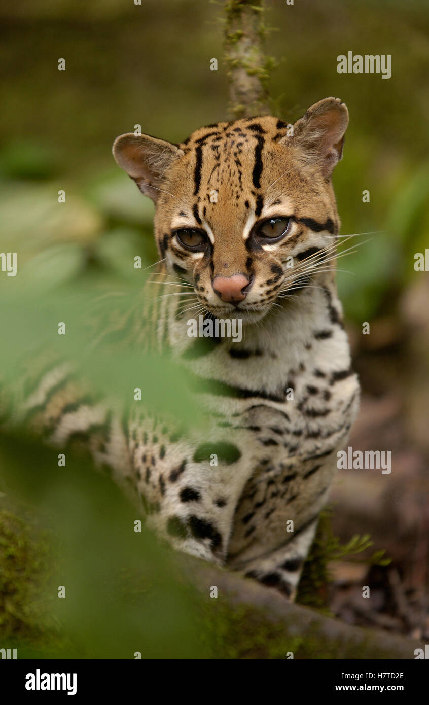 Ocelot (Leopardus pardalis) sitting among plants on the forest floor in ...