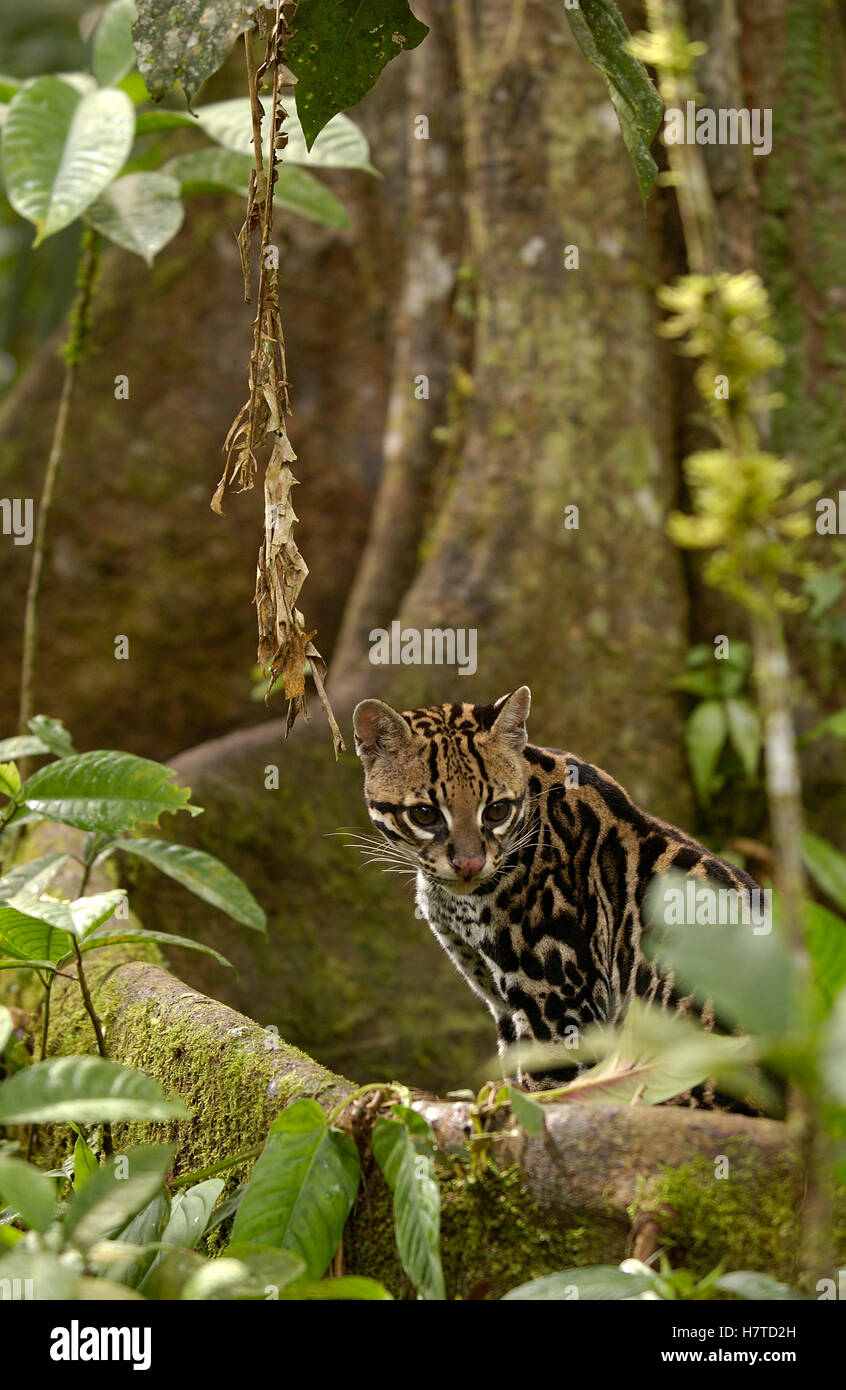 Ocelot (Leopardus pardalis) sitting among plants on the forest floor in ...