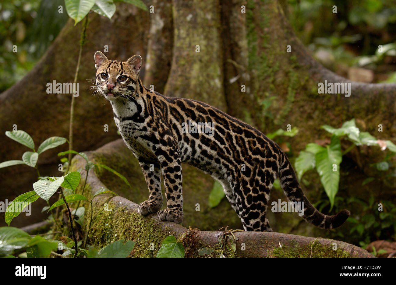 Ocelot (Leopardus pardalis) standing on buttress root on the forest ...