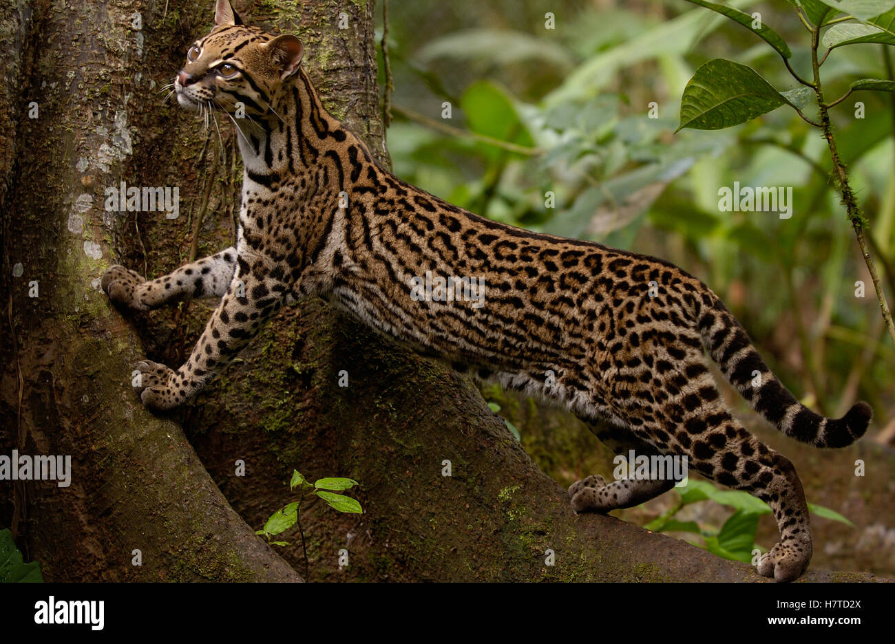 Ocelot (Leopardus pardalis) climbing on buttress root on the forest ...