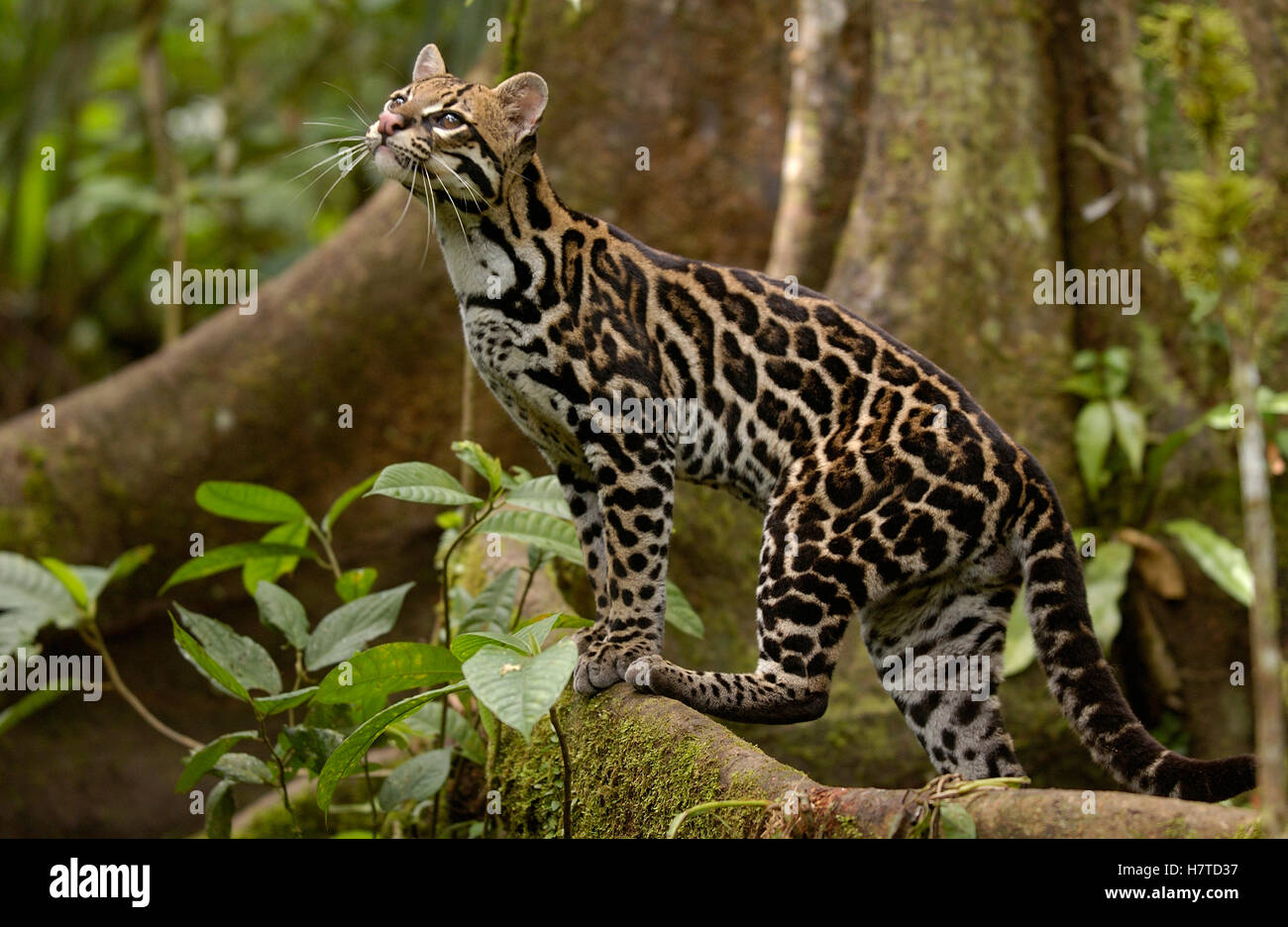 Ocelot (Leopardus pardalis) standing on buttress root on the forest ...