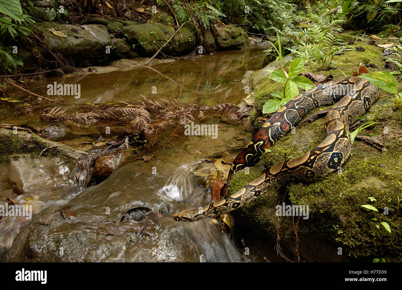 Boa Constrictor (Boa constrictor) crossing a stream, Ecuador Stock ...