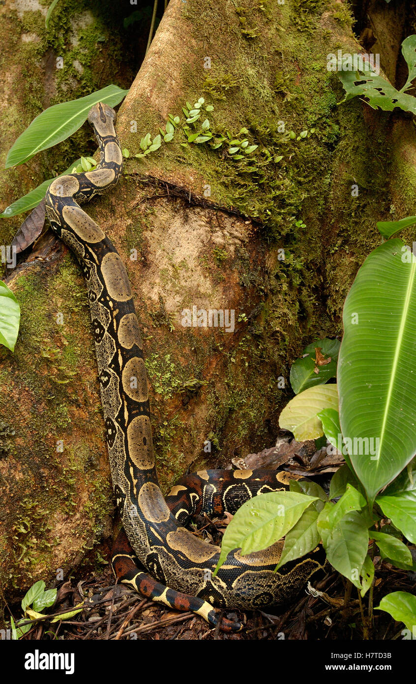 Boa Constrictor (Boa constrictor) climbing buttress root, Ecuador Stock ...
