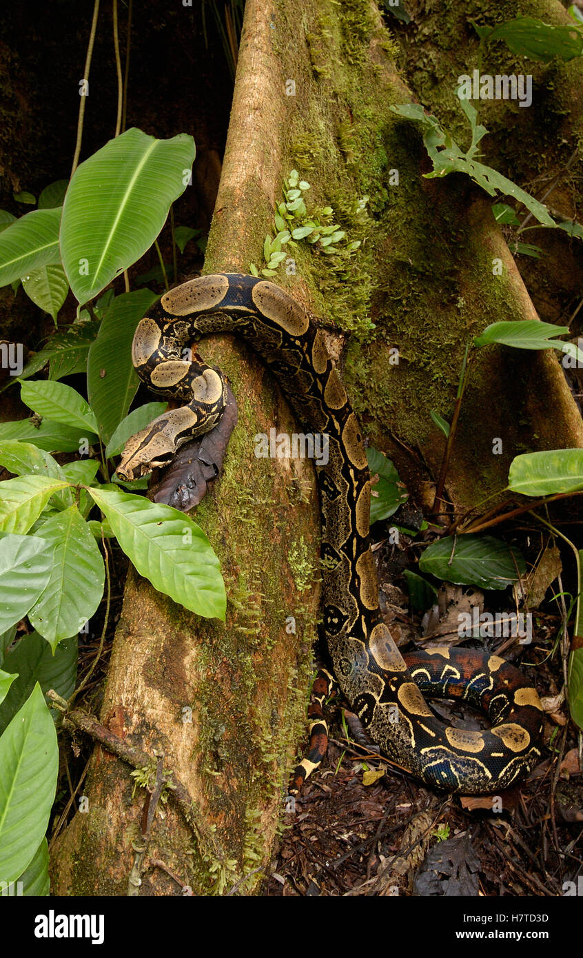 Boa Constrictor (Boa constrictor) climbing buttress root, Ecuador Stock ...
