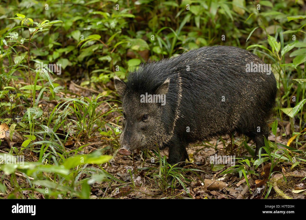 Collared Peccary (Tayassu tajacu) calling in the rainforest, Ecuador ...
