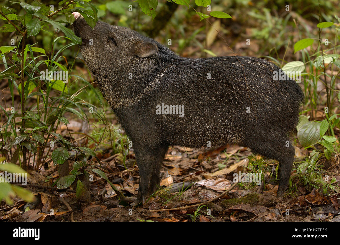 Collared Peccary (Tayassu tajacu) calling in the rainforest, Ecuador ...