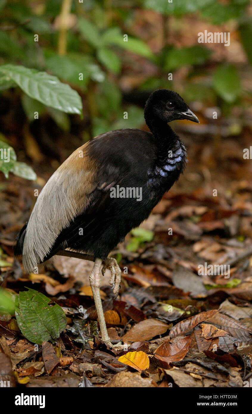 Gray-winged Trumpeter (Psophia crepitans) resting on one leg in the ...