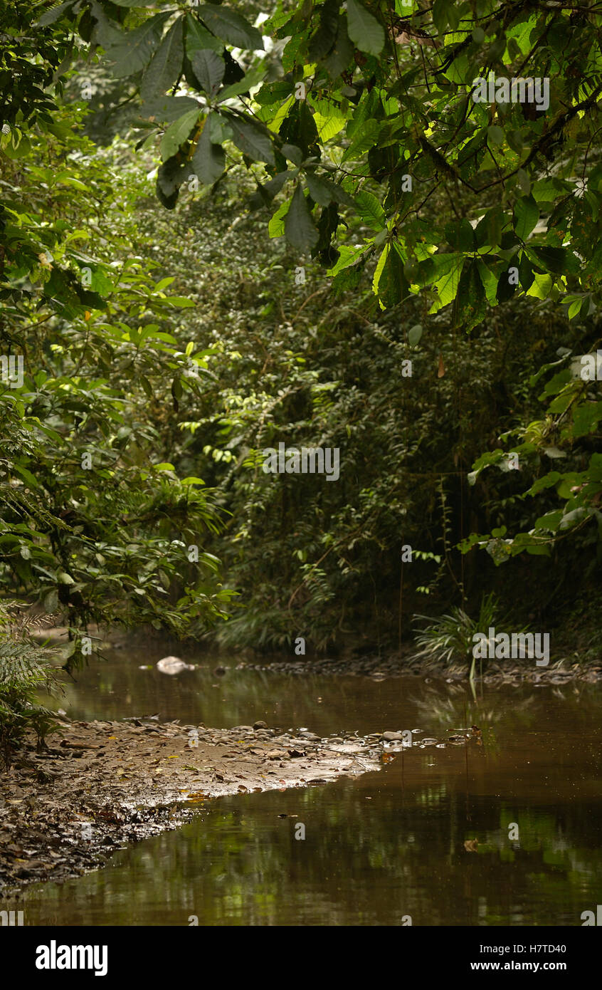 River and trees in the Amazon rainforest, Ecuador Stock Photo - Alamy