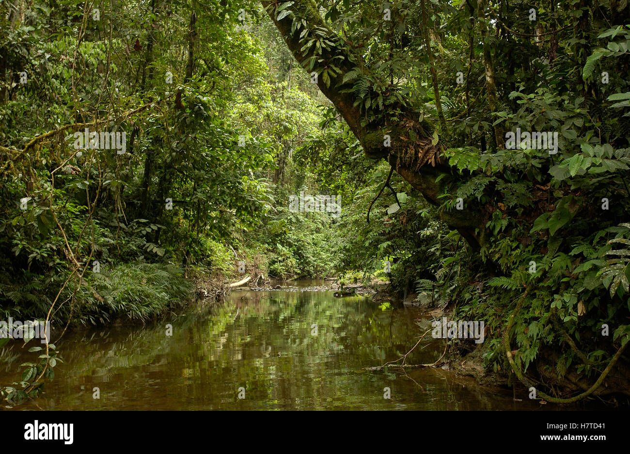 River and trees in the Amazon rainforest, Ecuador Stock Photo - Alamy