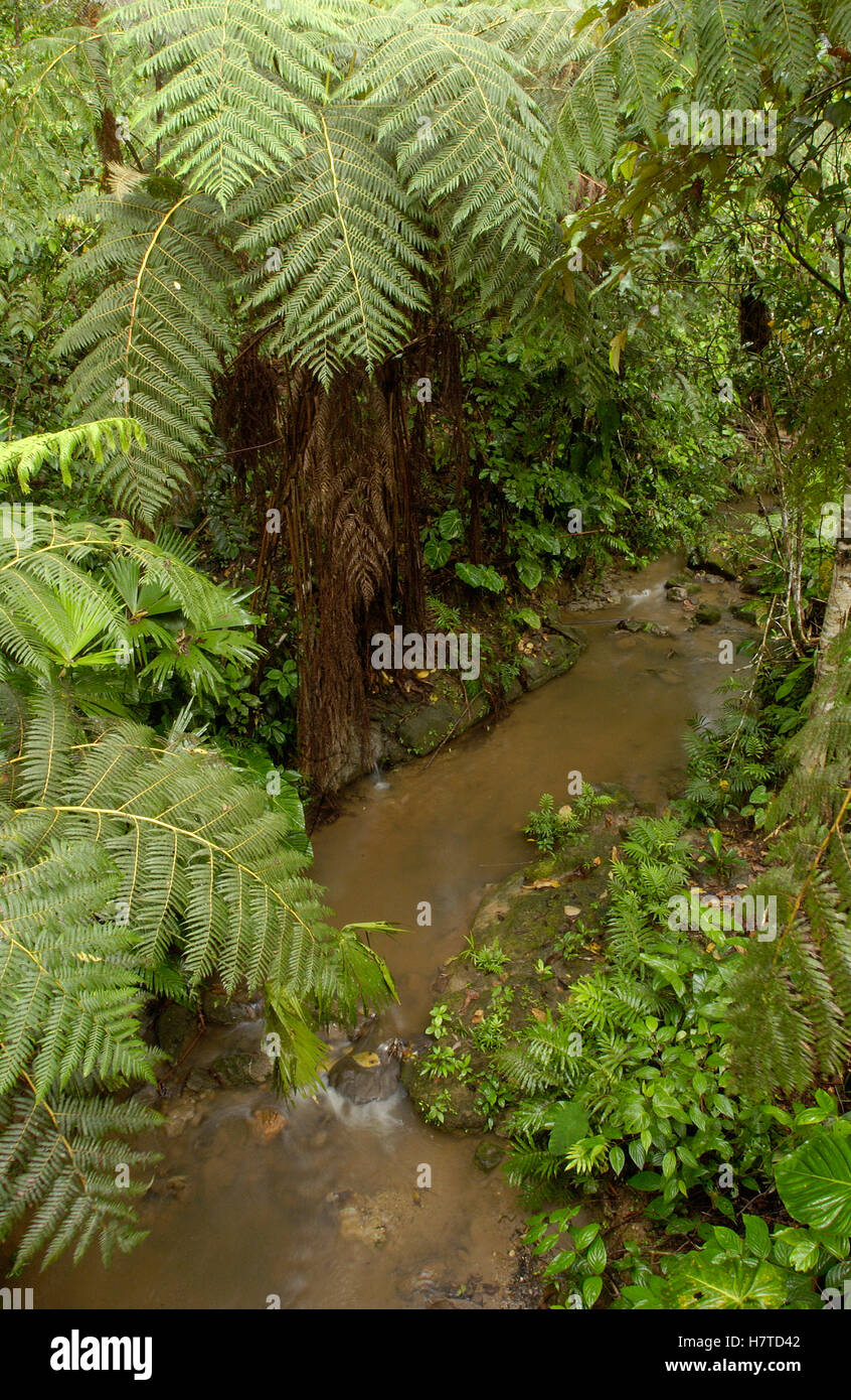 River, ferns and trees in the Amazon rainforest, Ecuador Stock Photo ...