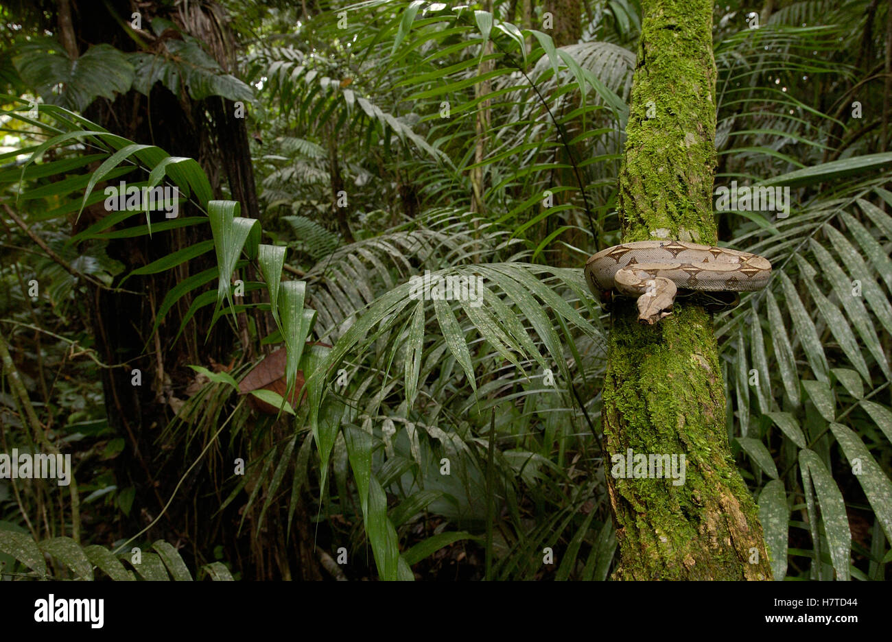 Boa Constrictor (Boa constrictor) coiled around a mossy tree trunk in ...
