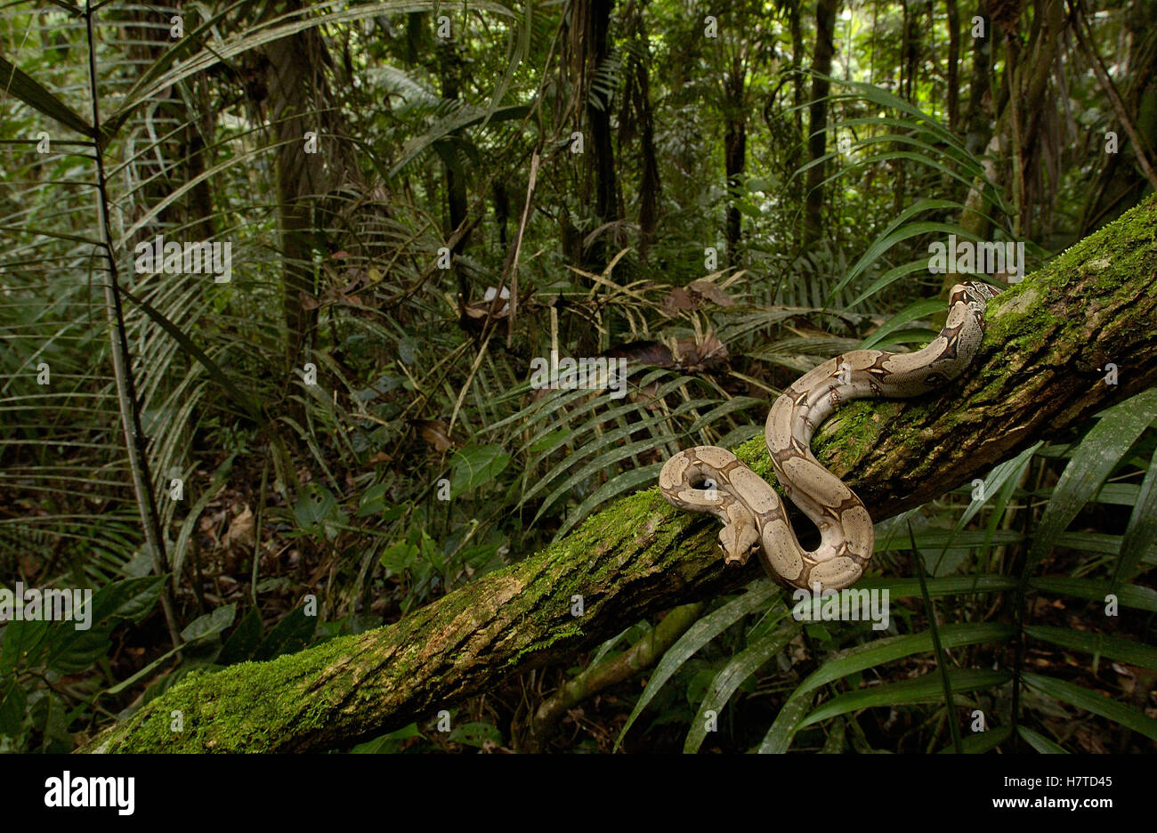 Boa Constrictor (Boa constrictor) coiled around a mossy tree branch in ...