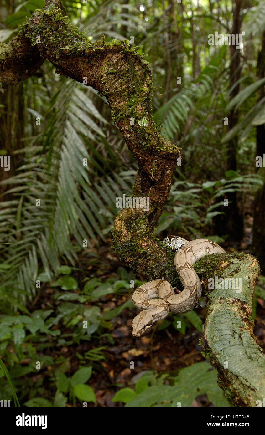 Boa Constrictor (Boa constrictor) coiled around a mossy tree branch in ...