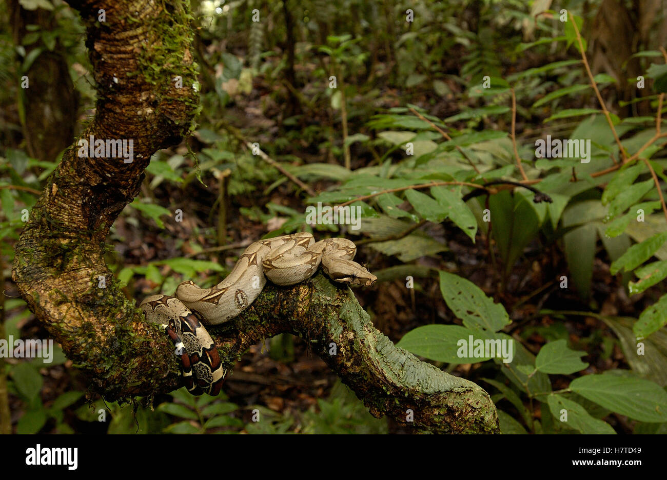 Boa Constrictor (Boa constrictor) coiled around a mossy tree trunk in ...