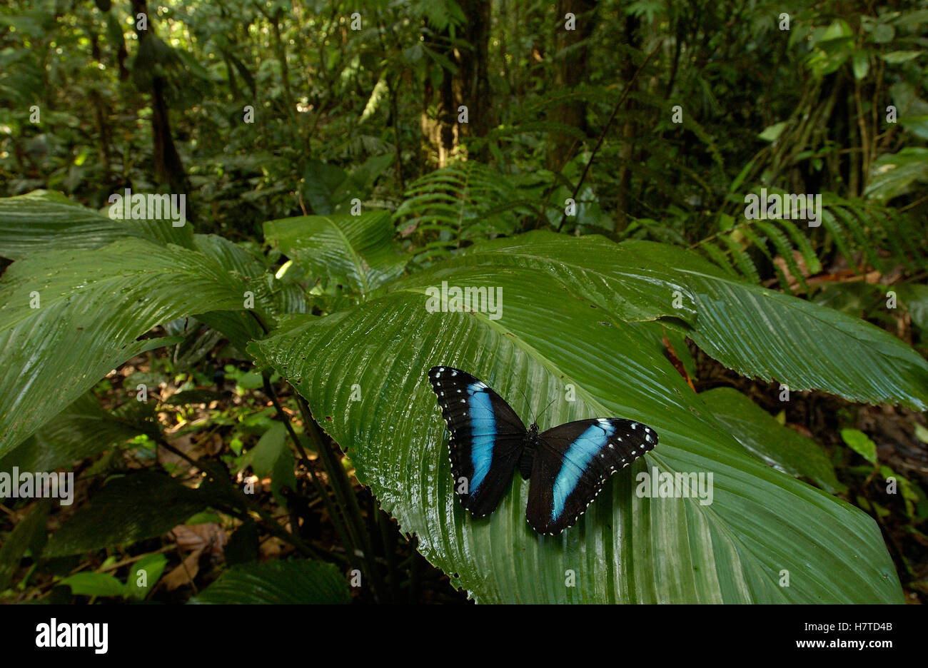 Morpho Butterfly (Morpho achilles) butterfly, on a leaf in the ...