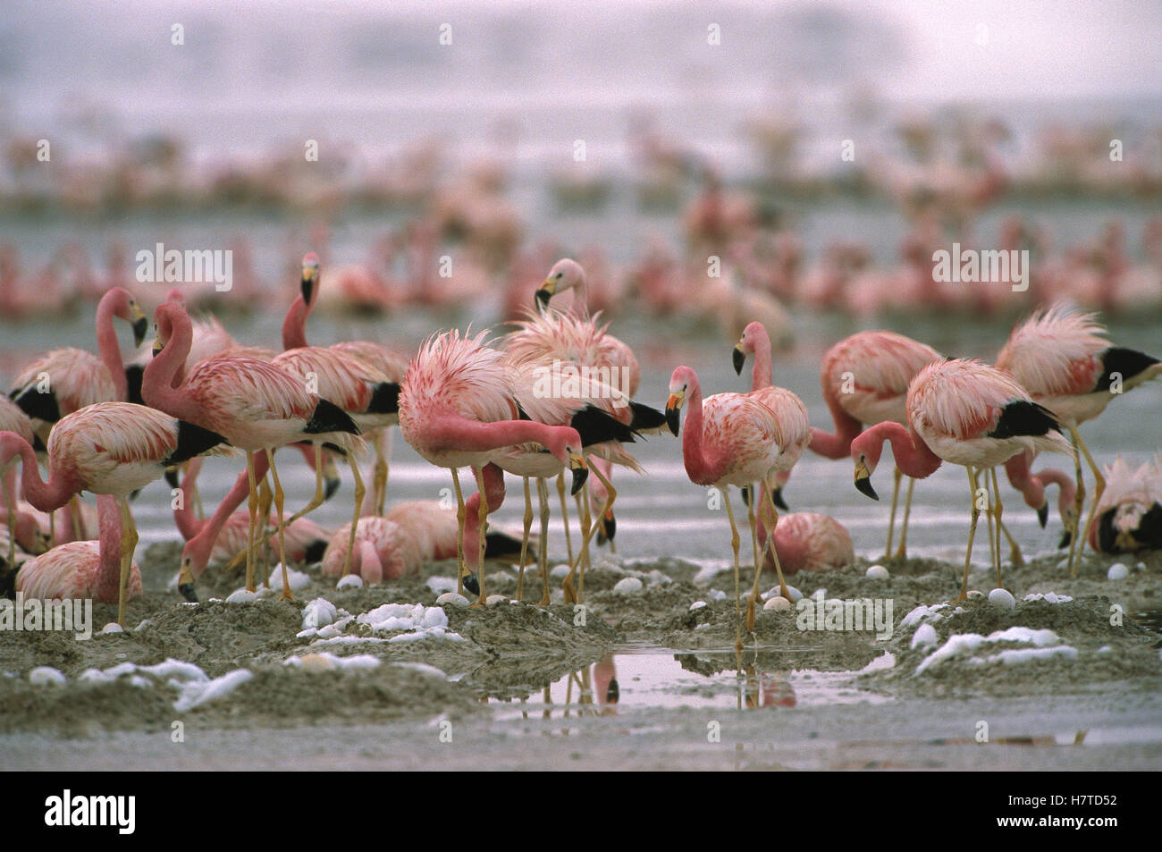 Andean Flamingo (Phoenicopterus andinus) flock nesting in their ...
