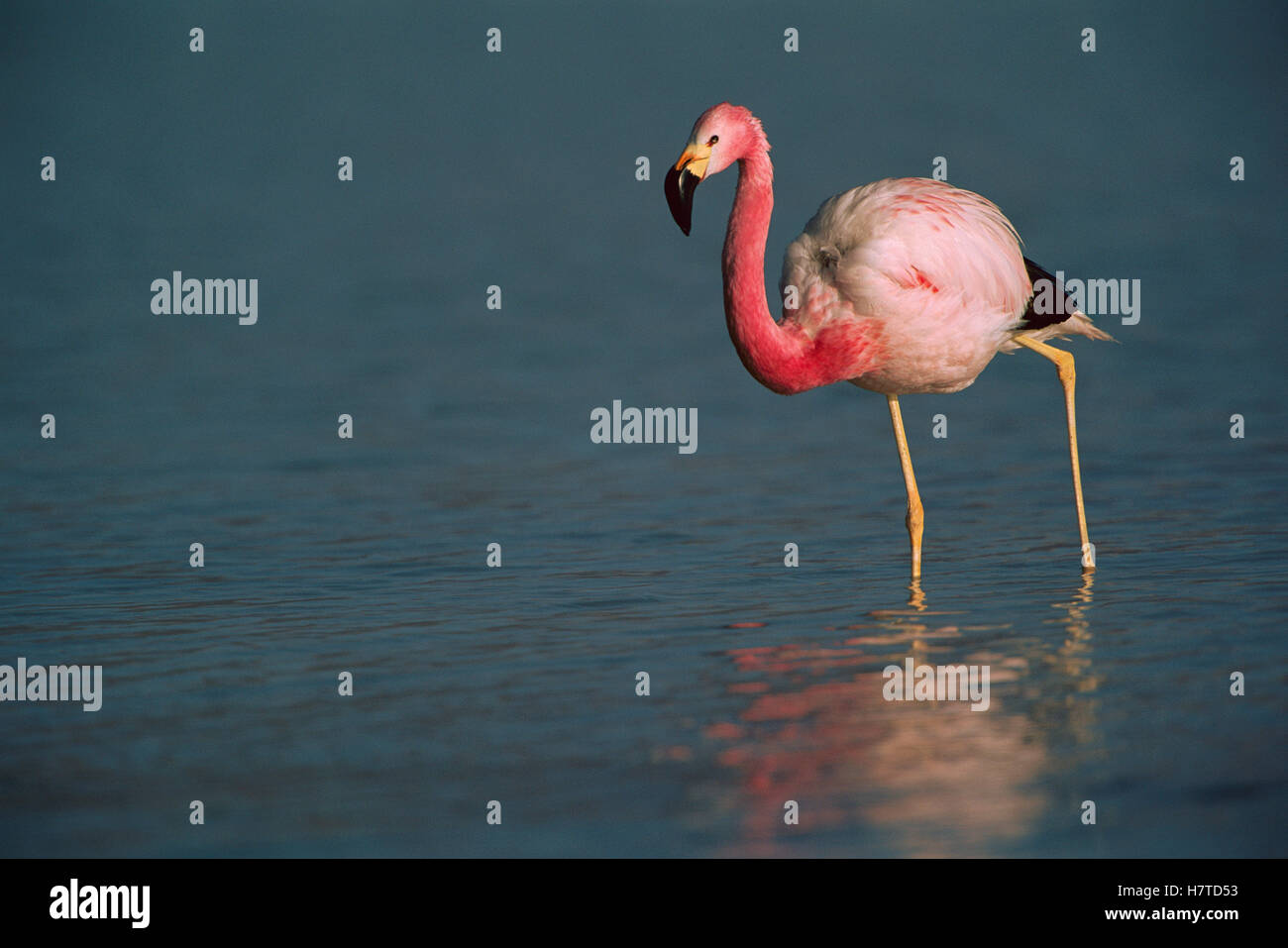 Andean Flamingo (Phoenicopterus andinus) wading, Laguna Blanca, Eduardo ...
