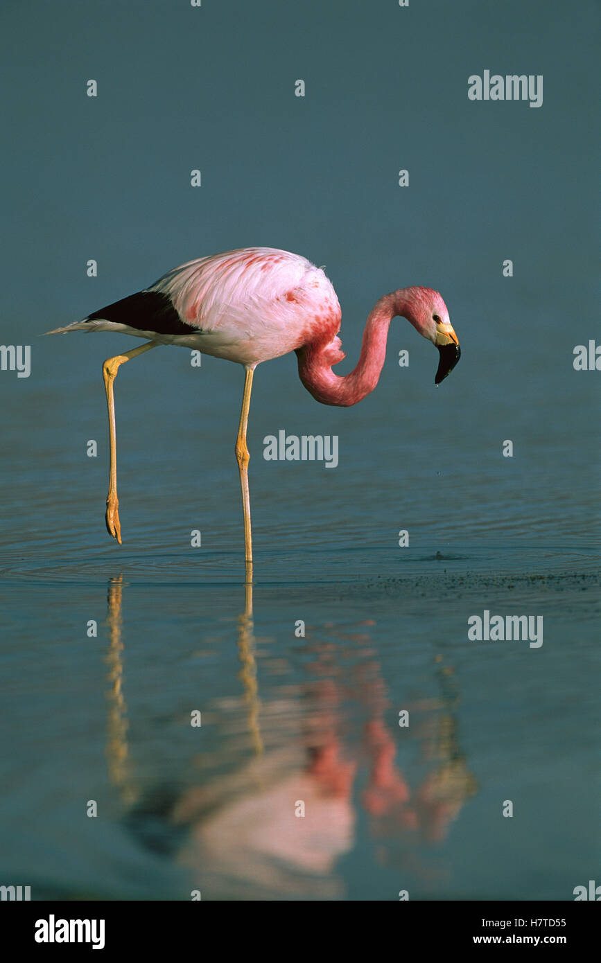 Andean Flamingo (Phoenicopterus andinus) wading, Laguna Blanca, Eduardo ...