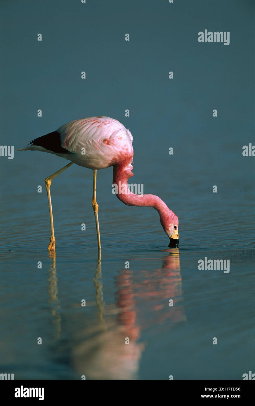 Andean Flamingo (Phoenicopterus andinus) feeding, Laguna Blanca ...