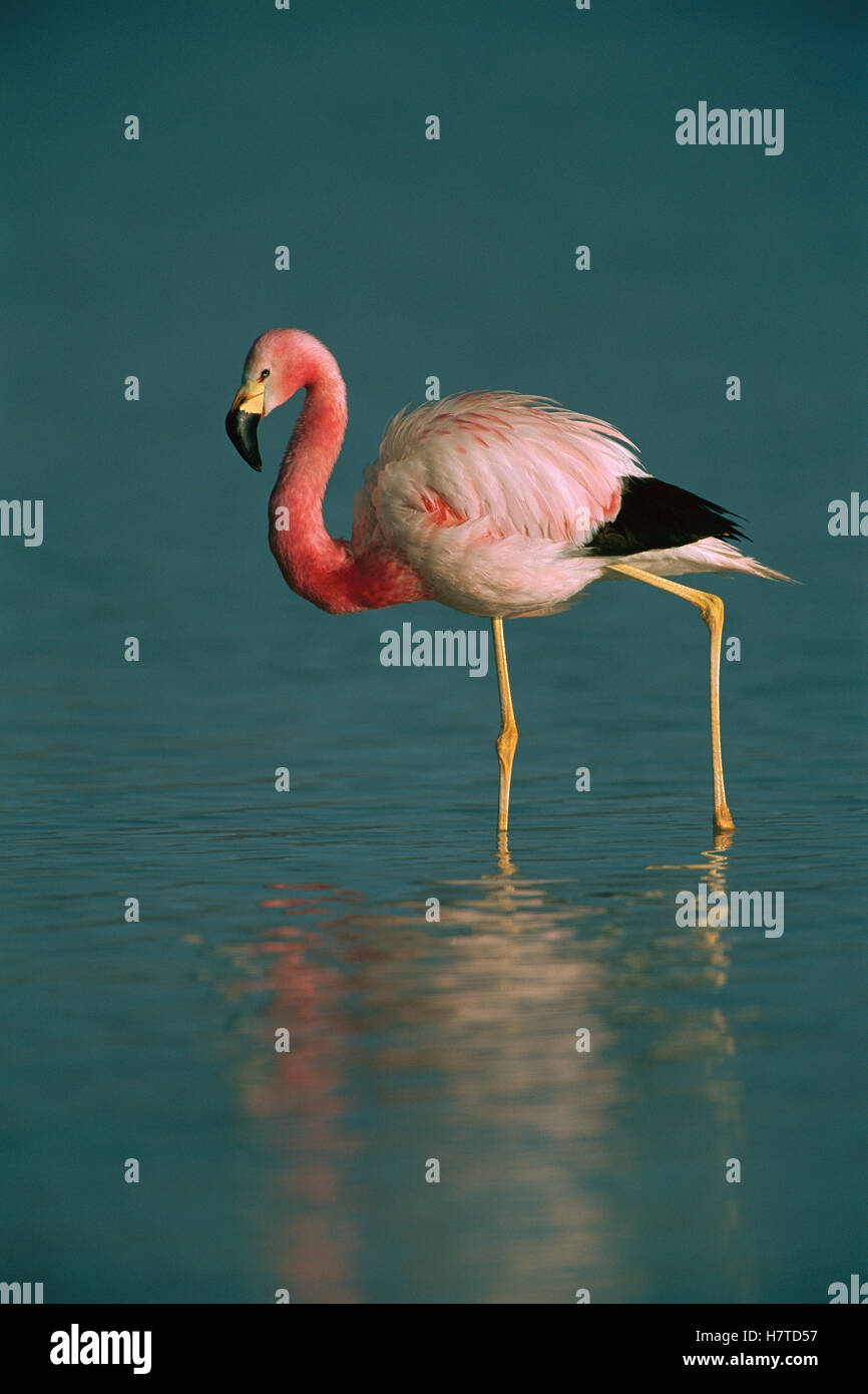 Andean Flamingo (Phoenicopterus andinus) wading, Laguna Blanca, Eduardo ...