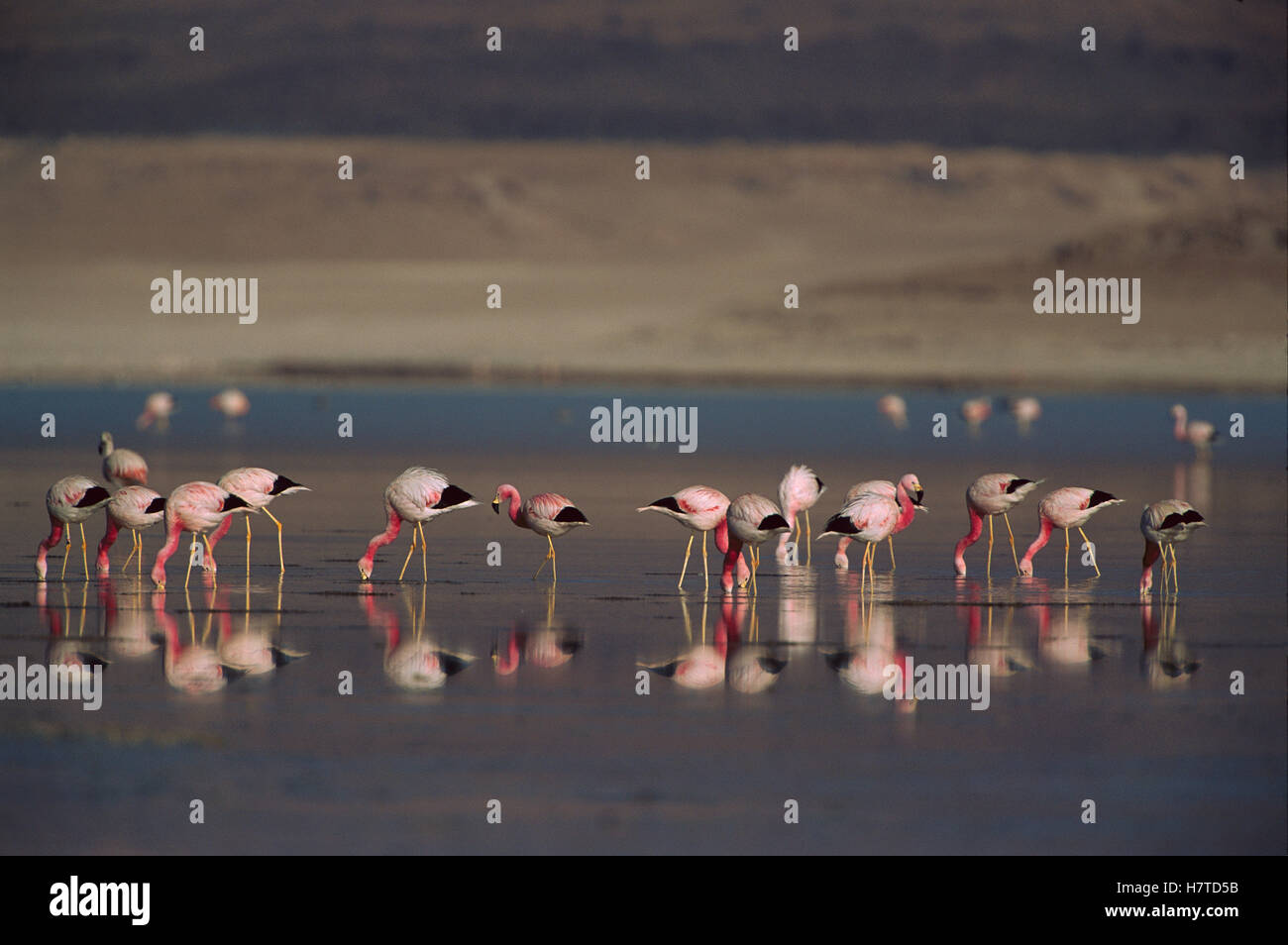 Andean Flamingo (Phoenicopterus andinus) flock feeding, Laguna Hedionda ...