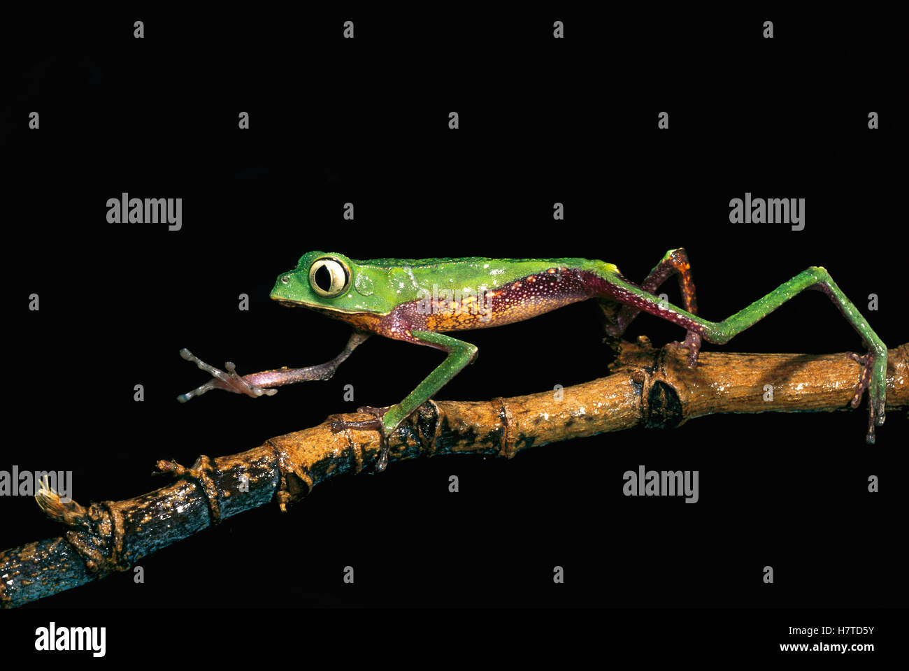 White-lined Leaf Frog (Phyllomedusa vaillanti) walking along plant stem ...