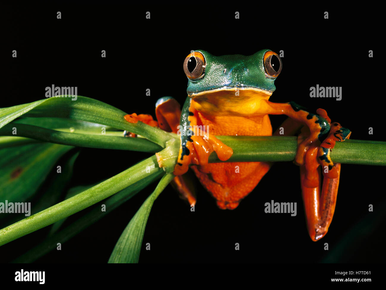 Splendid Leaf Frog (Agalychnis calcarifer) climbing on plant stem ...