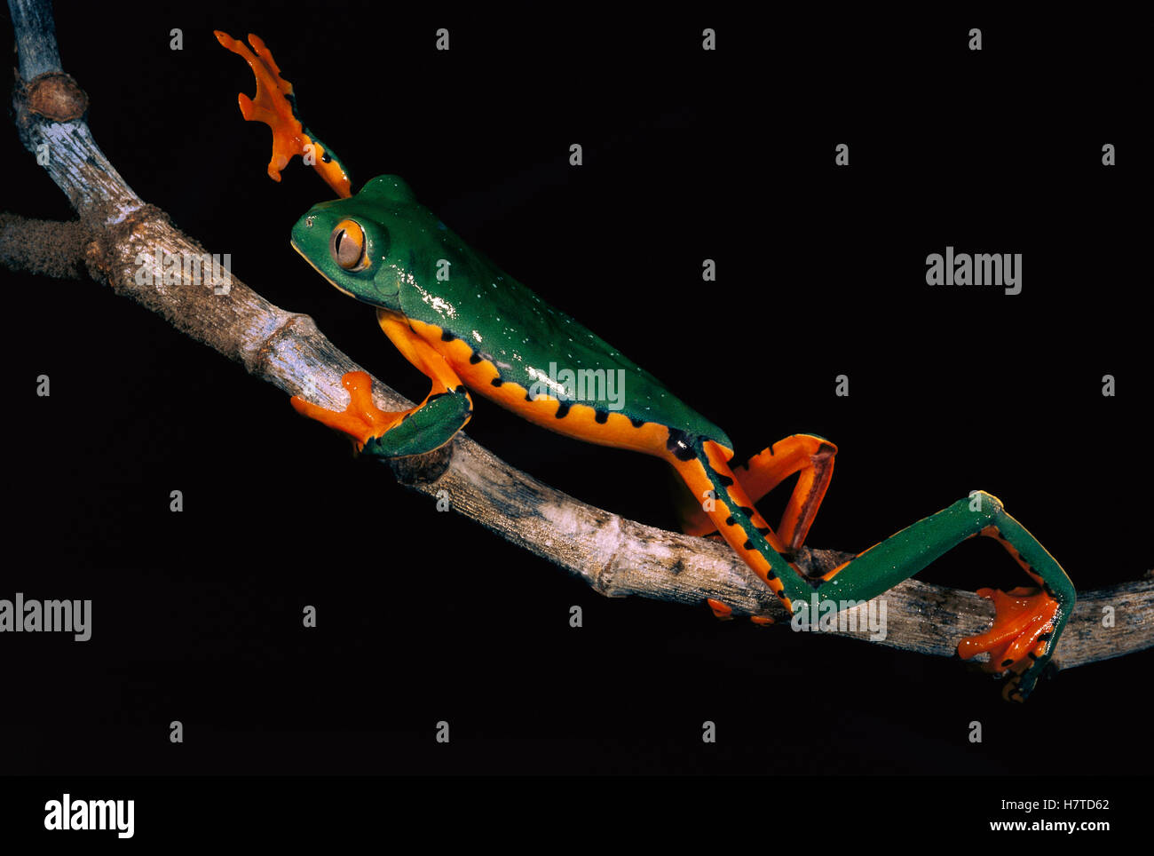 Splendid Leaf Frog (Agalychnis calcarifer) climbing on plant stem ...