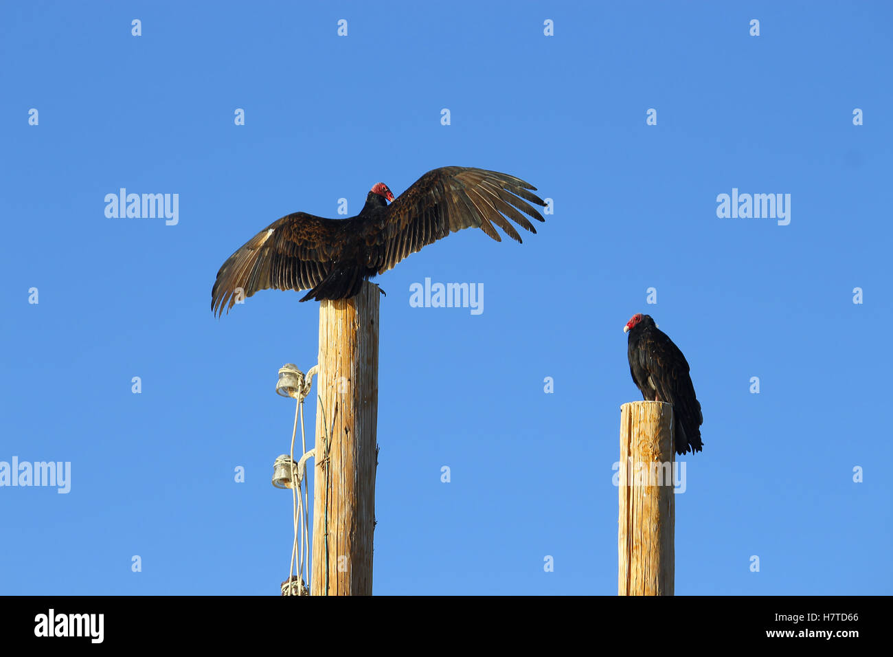 Turkey Vaulter drying wings on top of the wooden post Stock Photo - Alamy