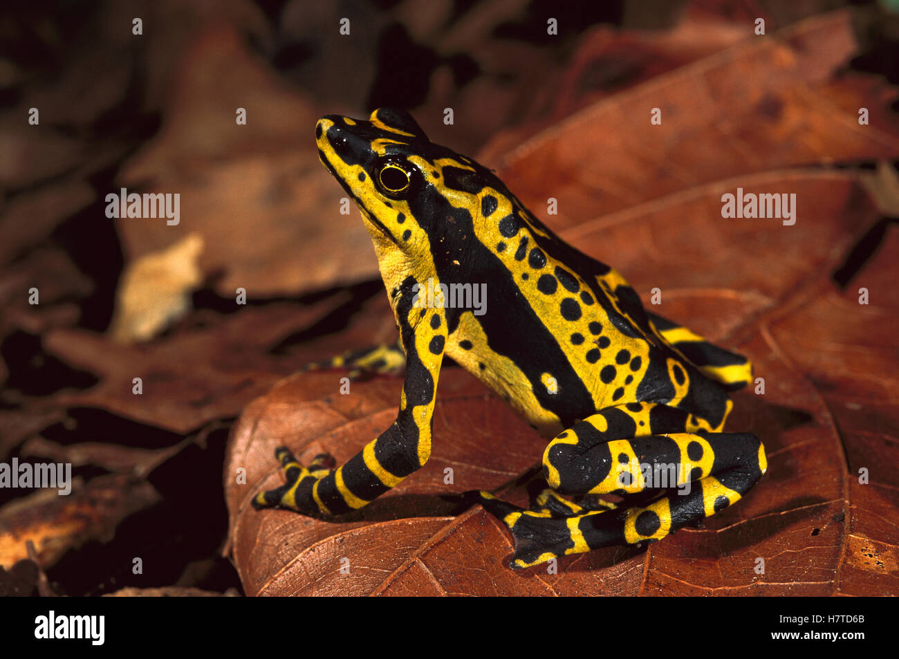 Harlequin Frog (Atelopus varius) on forest floor, Amazon, southeast ...