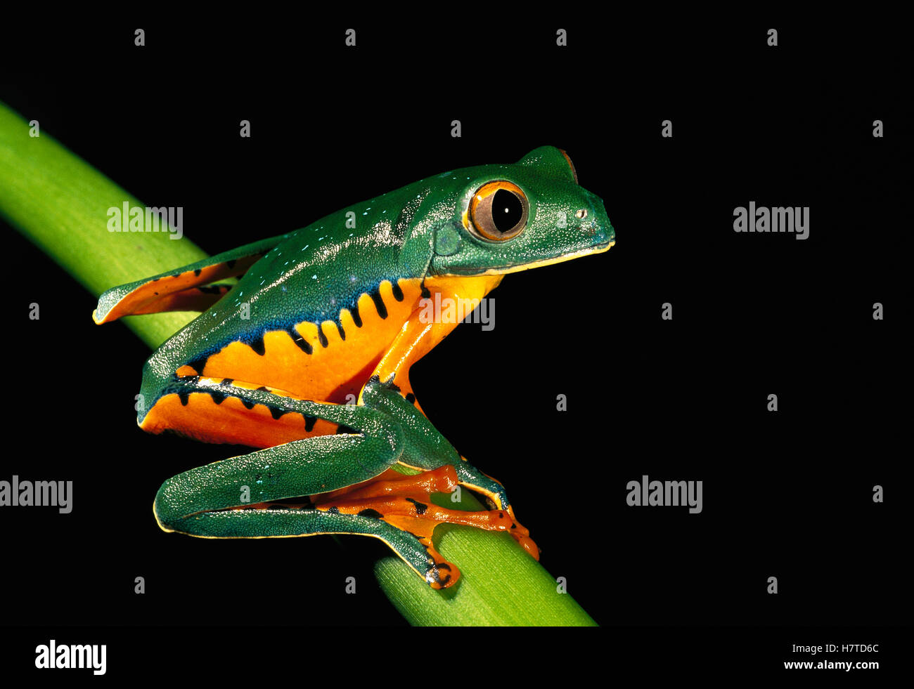 Splendid Leaf Frog (Agalychnis calcarifer) sitting on plant stem ...
