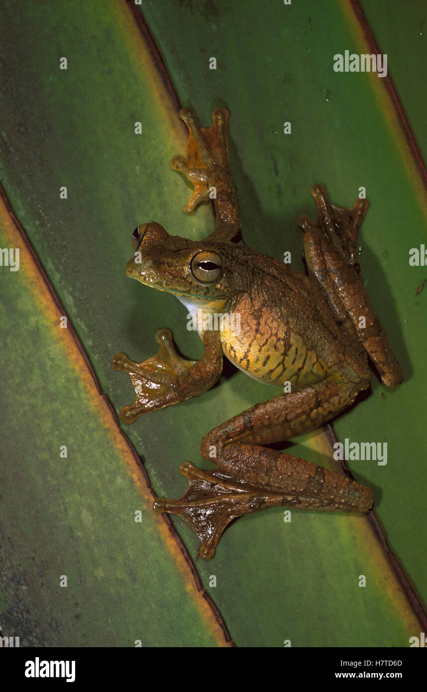 Rosenberg's Gladiator Tree Frog (Hypsiboas rosenbergi) on leaf showing ...