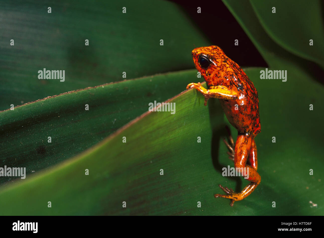 Splendid Poison Dart Frog (Dendrobates sylvaticus) climbing up leaf ...