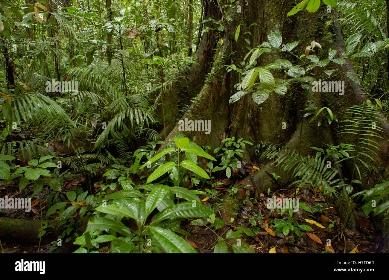 Buttress roots and a variety of plant life in the rainforest, Yasuni ...
