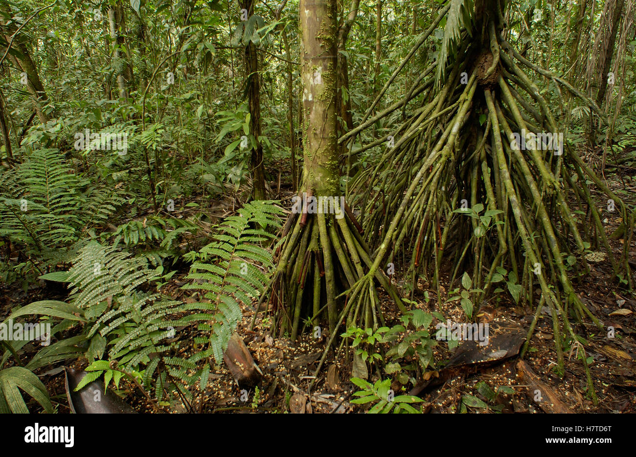 Stilt roots on the rainforest, Ecuador Stock Photo - Alamy