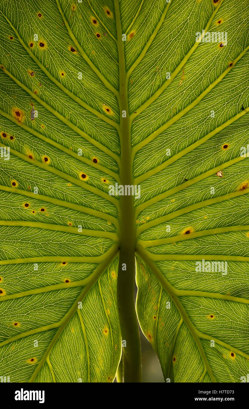 Philodendron (Philodendron sp) leaf detail in the rainforest, Yasuni ...