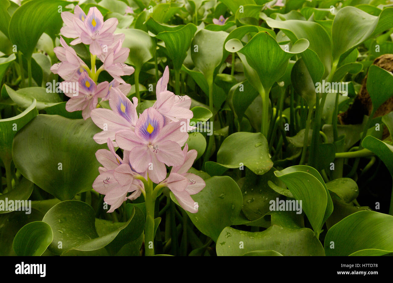 Common Water Hyacinth (Eichhornia crassipes) blooming, capable of ...