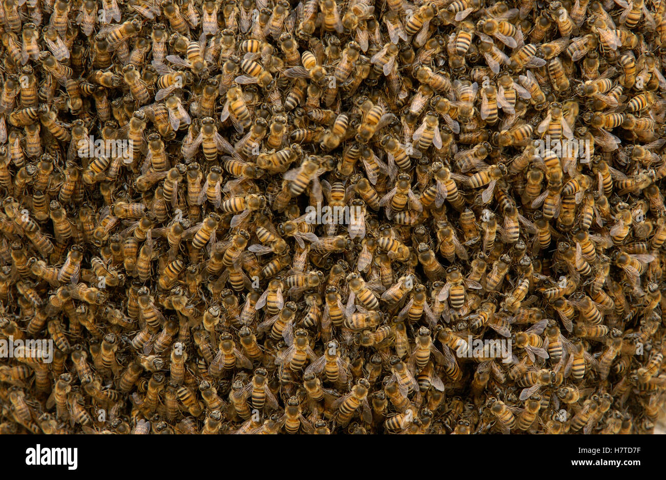 Honey Bee (Apis mellifera) swarm, Machalilla National Park, Ecuador ...