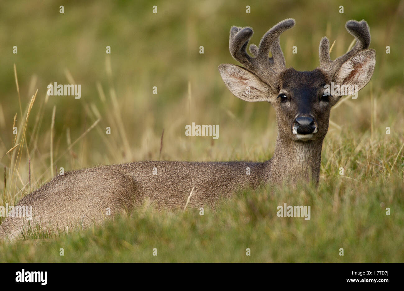 White-tailed Deer (Odocoileus virginianus) resting in open Paramo ...