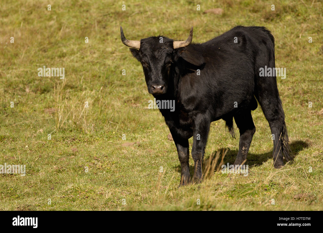 Domestic Cattle (Bos taurus) bull in open grassland, Andes Mountains ...