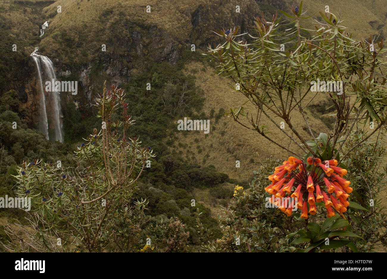 Bomarea (Bomerea sp) blooming with waterfall behind, Cotopaxi National ...