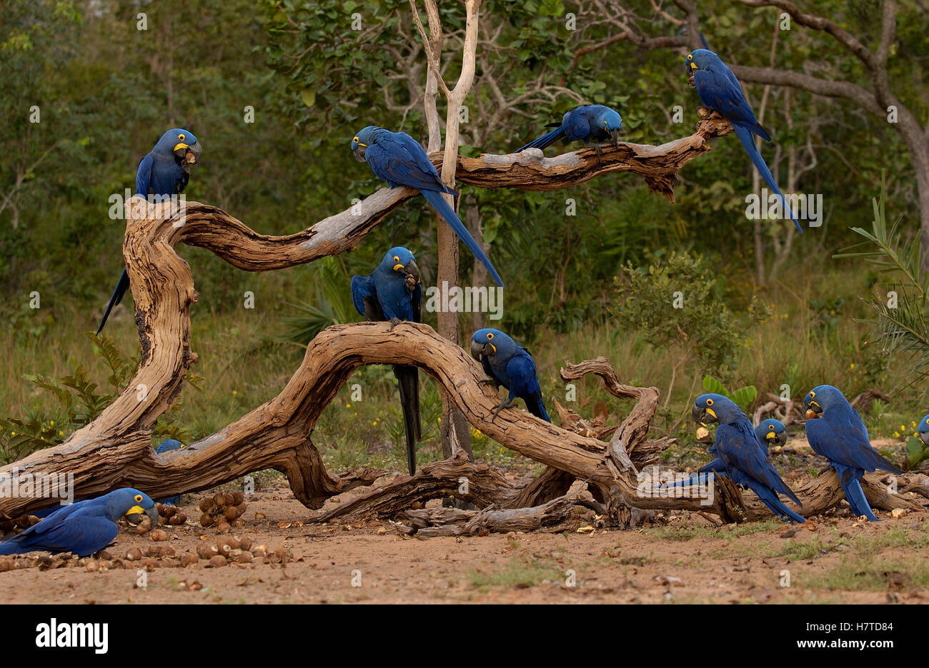 Hyacinth Macaw (Anodorhynchus hyacinthinus) flock in Cerrado habitat ...